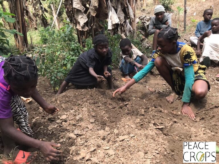 Peace Crops – We feed the world