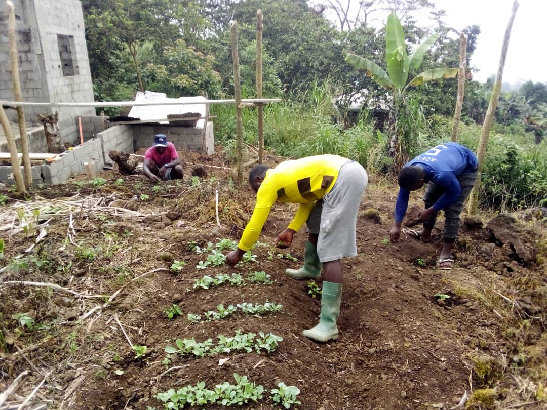 Current Projects – Peace Crops